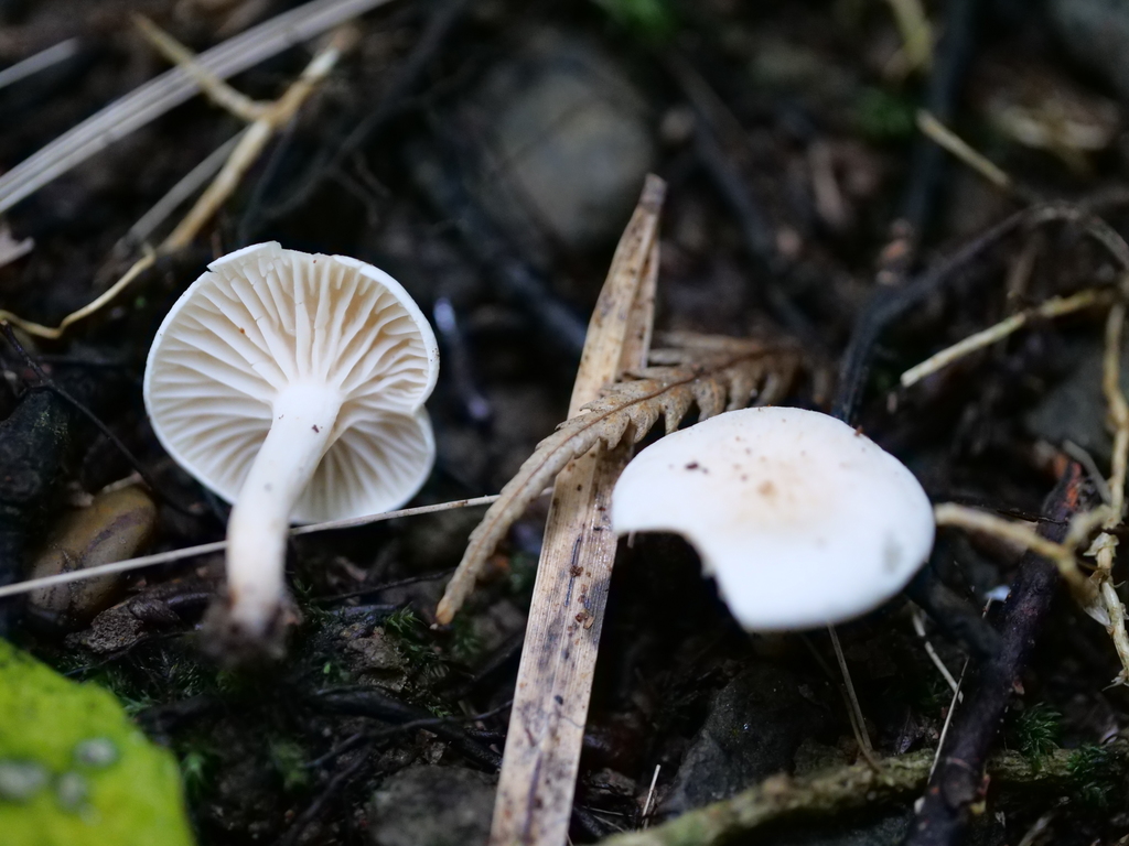 Common Gilled Mushrooms and Allies from Lake Rotorangi, Taranaki, New ...