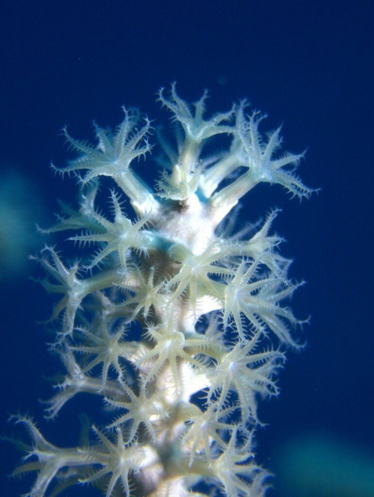 Knobby Sea Rods from The Bahamas on June 20, 2024 at 04:38 PM by Kaila ...