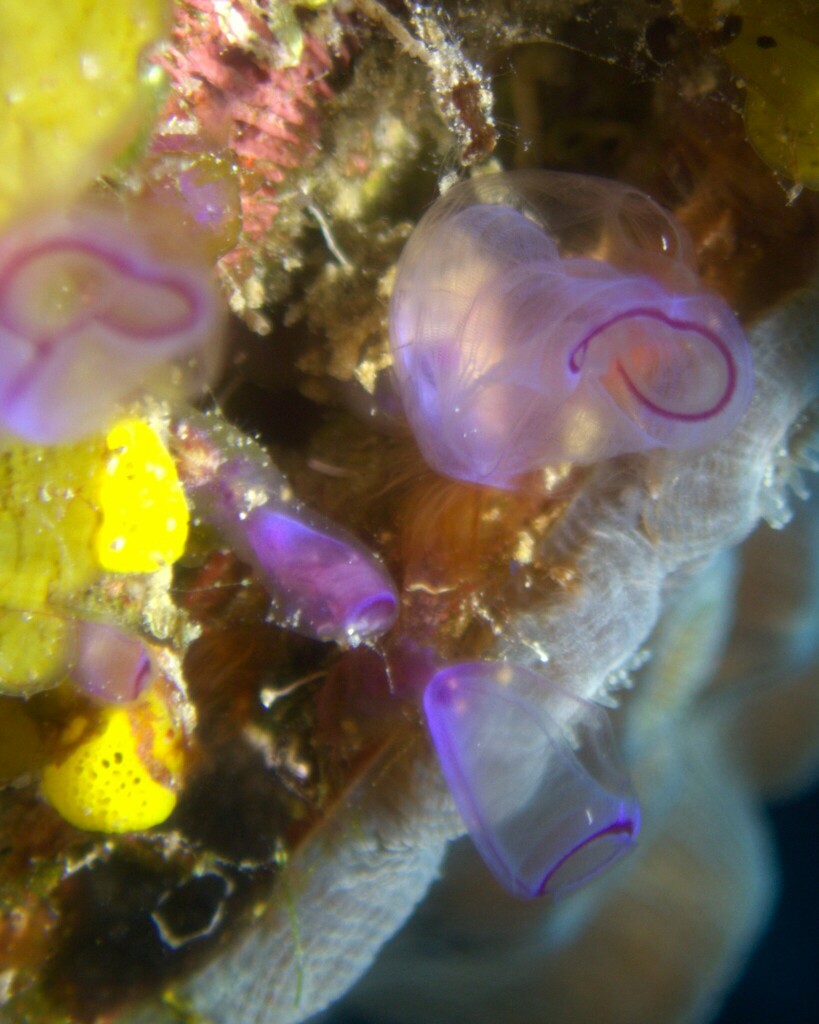 Painted Tunicate from The Bahamas on June 20, 2024 at 04:38 PM by Kaila ...