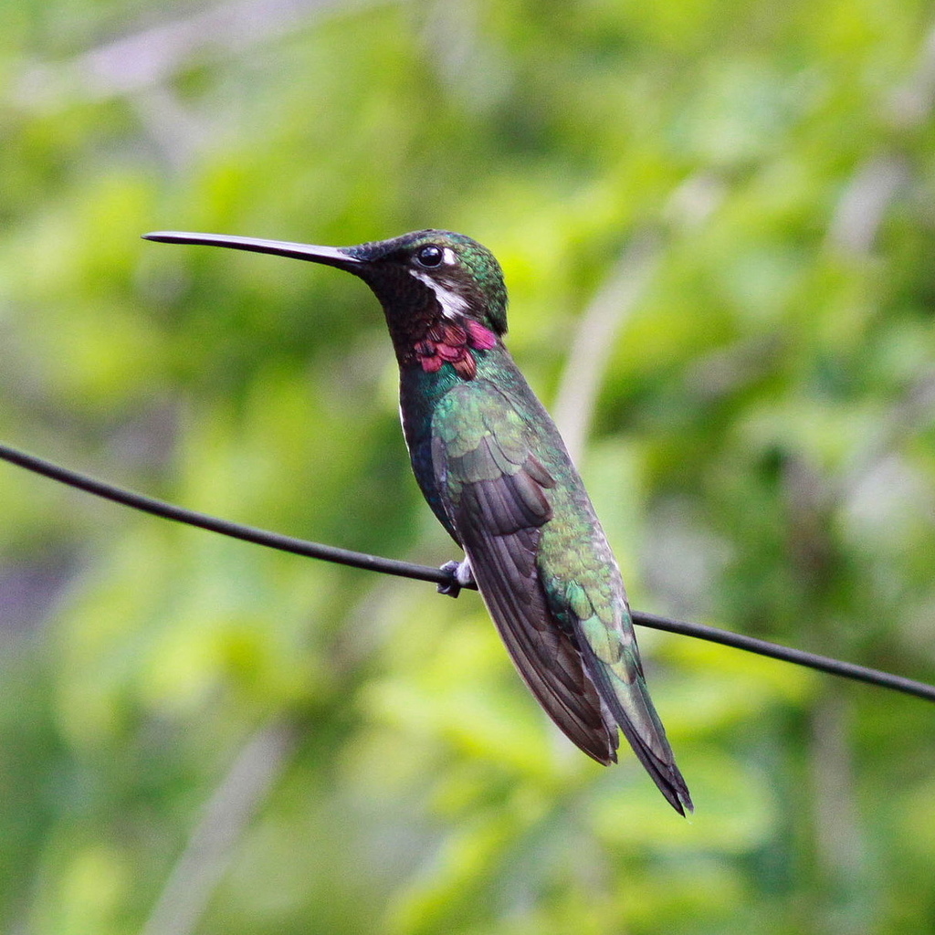 Bico-reto-de-banda-branca (Aves do Parque das Mangabeiras) · iNaturalist
