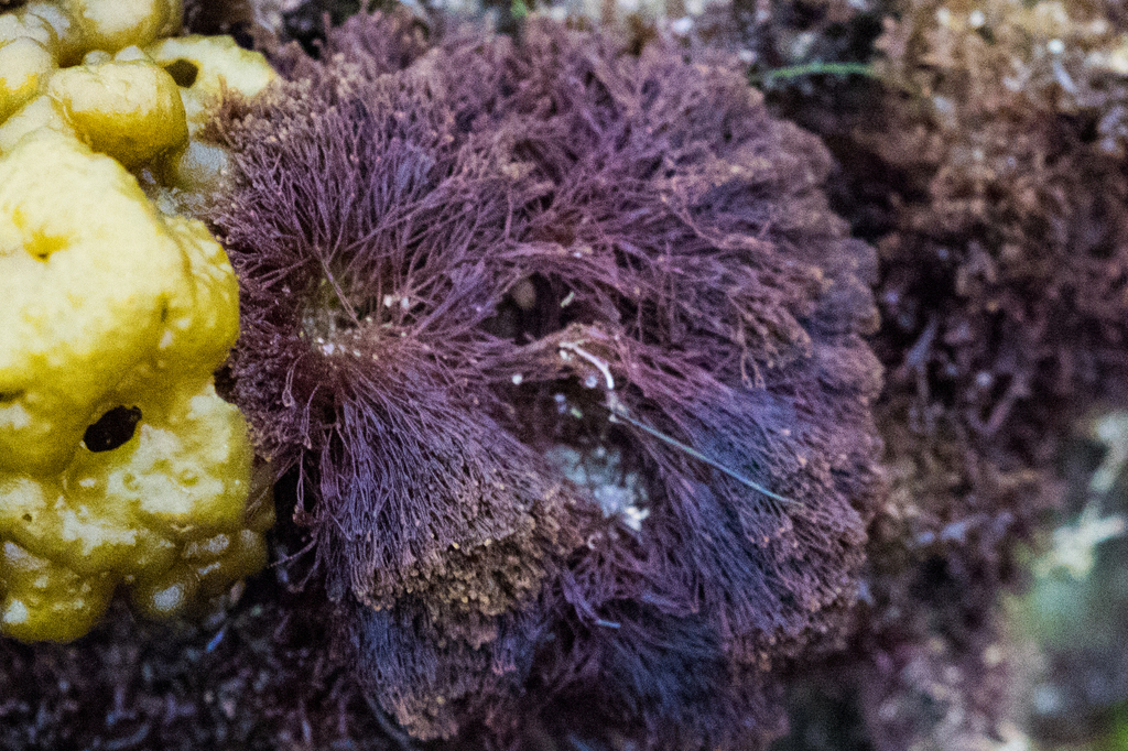 Red Coralline Algae (Jania) - Botanical Realm