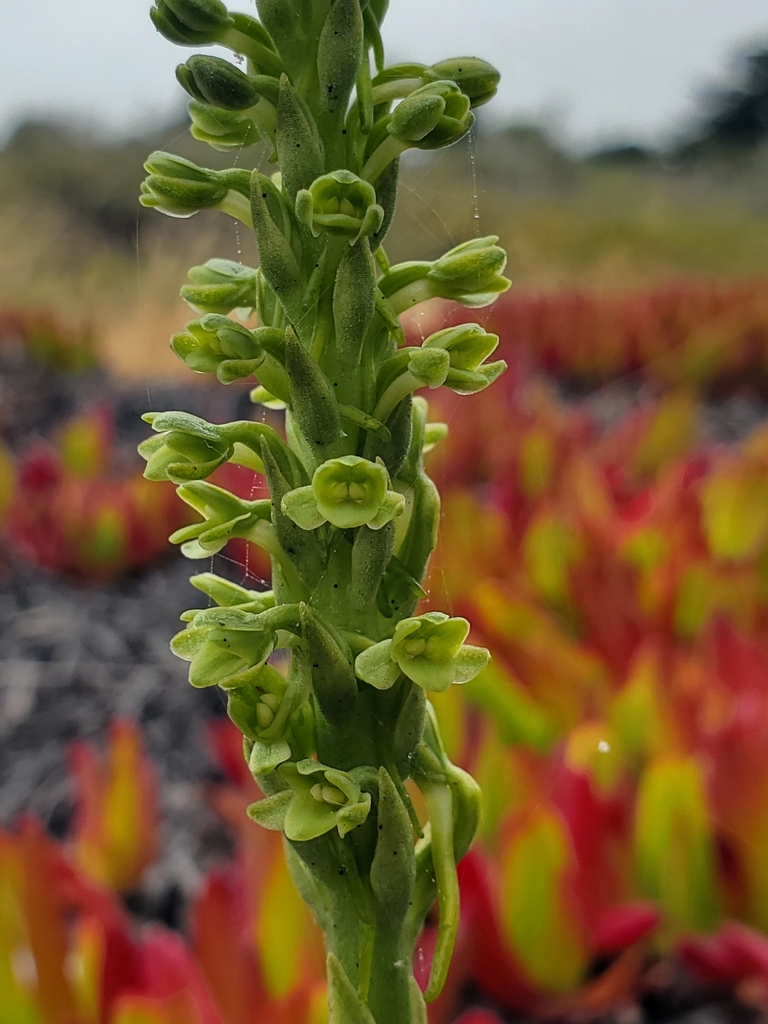 Michael's Rein Orchid in June 2024 by Amanda Preece · iNaturalist