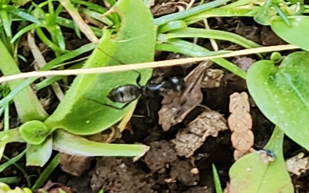 Eastern Black Carpenter Ant from Gillette, NJ 07933, USA on June 27 ...
