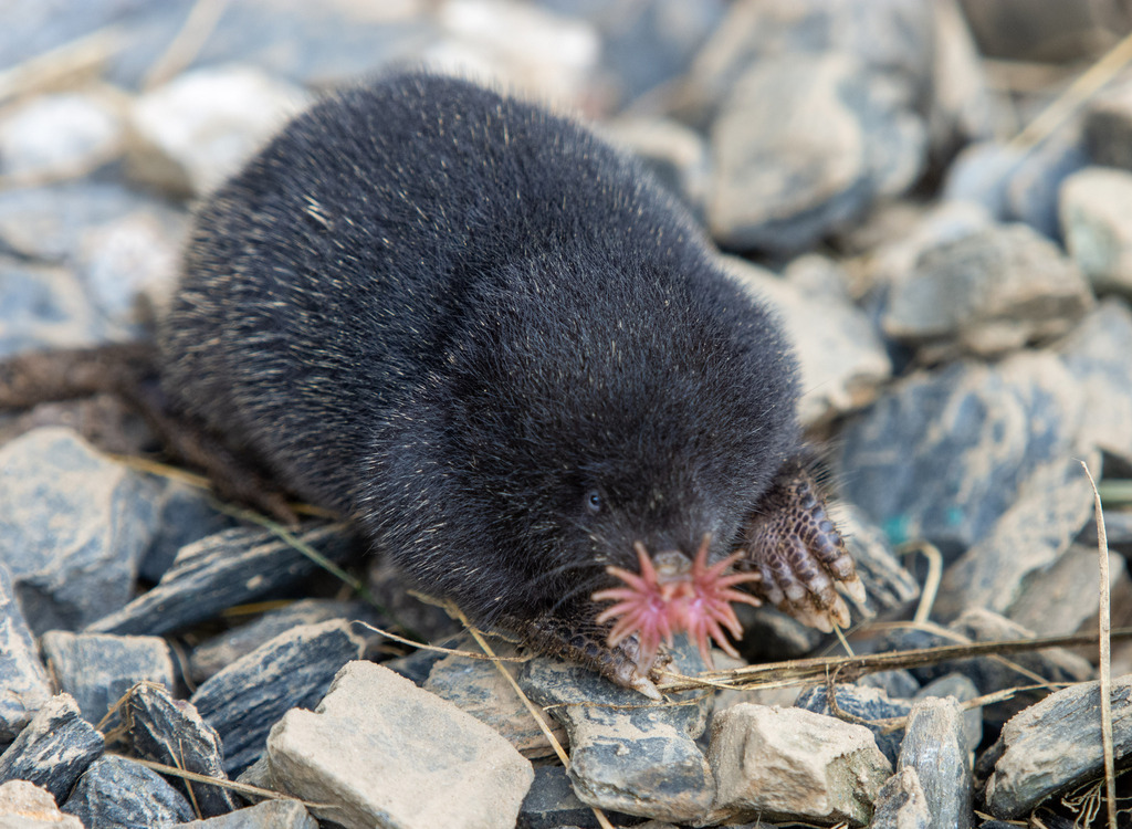 Star-nosed Mole (Condylura cristata) - Know Your Mammals