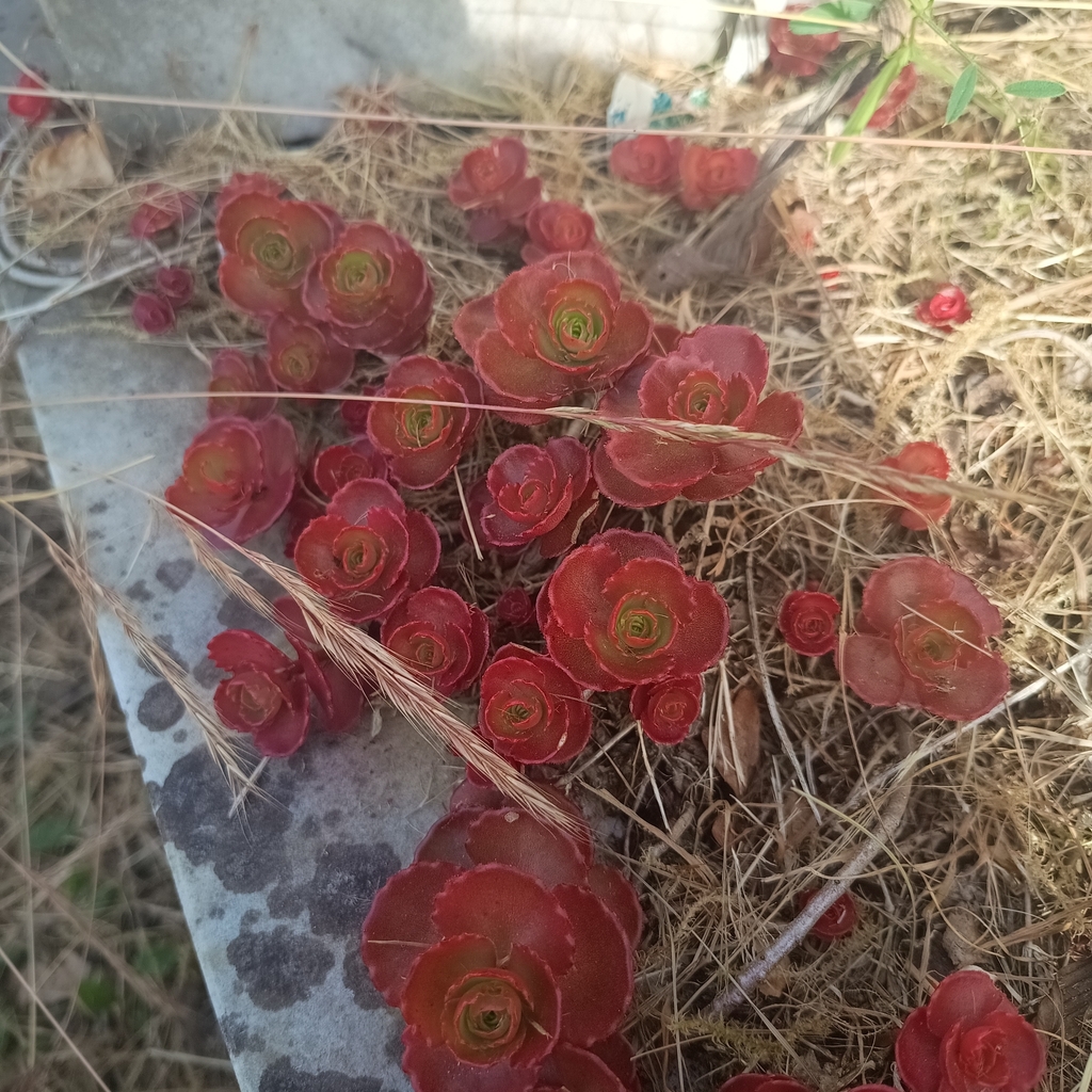 Caucasian Stonecrop from Uxbridge UB8, UK on June 27, 2024 at 05:34 PM ...