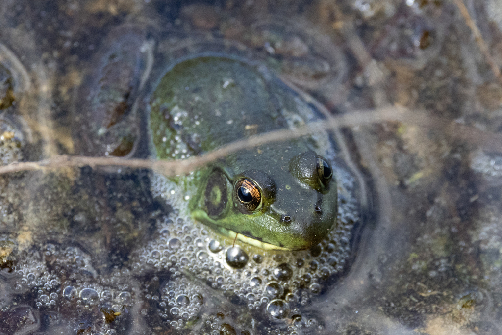 Green Frog from Syrjala Conservation Area, Barnstable Yarmouth, Cape ...