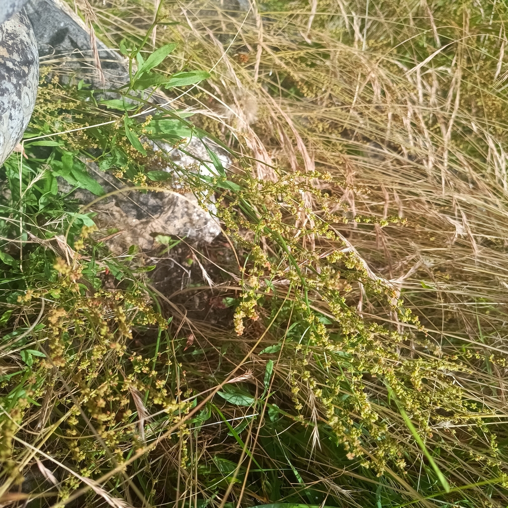 Sheep's sorrel from Hillingdon Cemetery (Stop UP), Uxbridge UB10 0JB ...