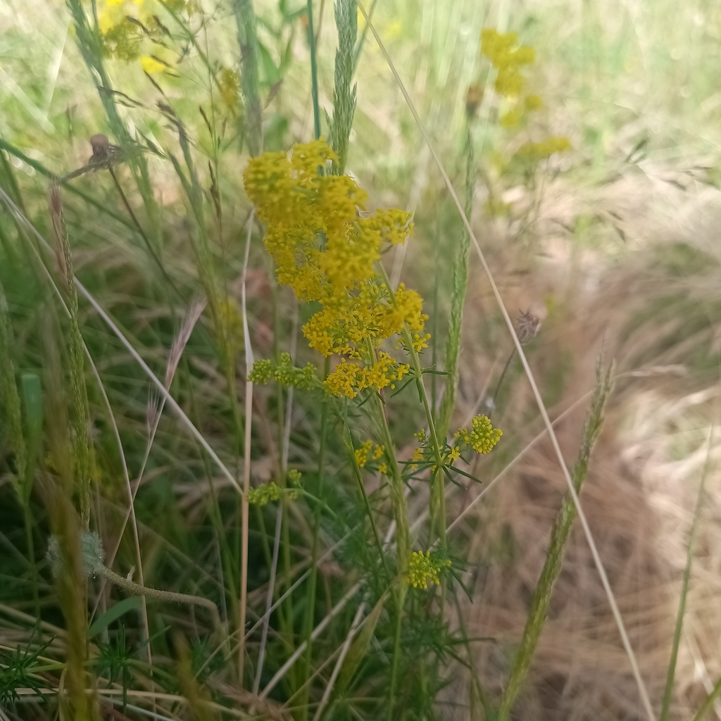 Lady's Bedstraw from Hillingdon Cemetery (Stop UP), Uxbridge UB10 0JB ...