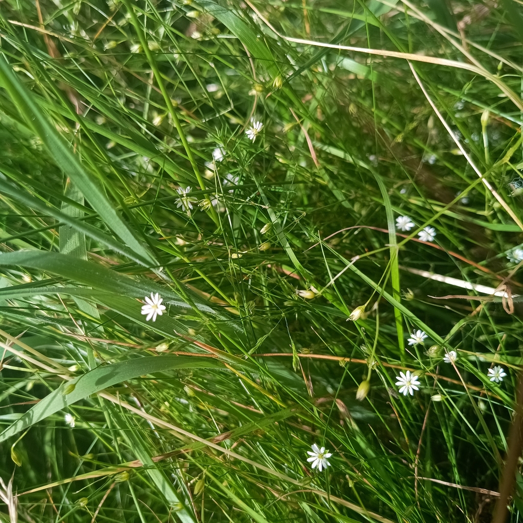lesser stitchwort from Hillingdon Cemetery (Stop UP), Uxbridge UB10 0JB ...