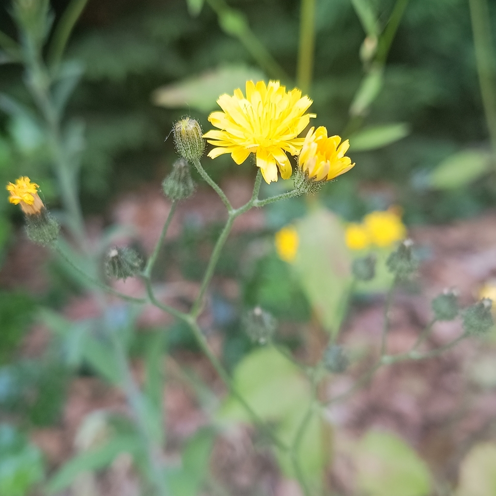 Smooth hawksbeard from Hillingdon Cemetery (Stop UP), Uxbridge UB10 0JB ...