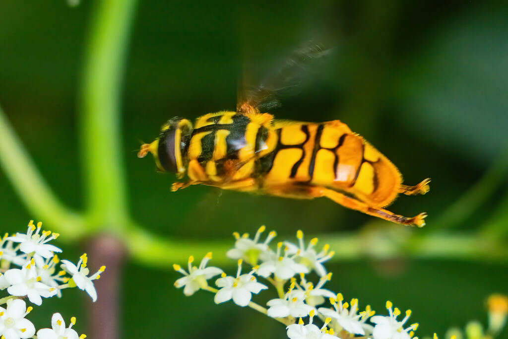 Virginia Giant Hover Fly from Herndon, PA, USA on June 26, 2024 at 09: ...