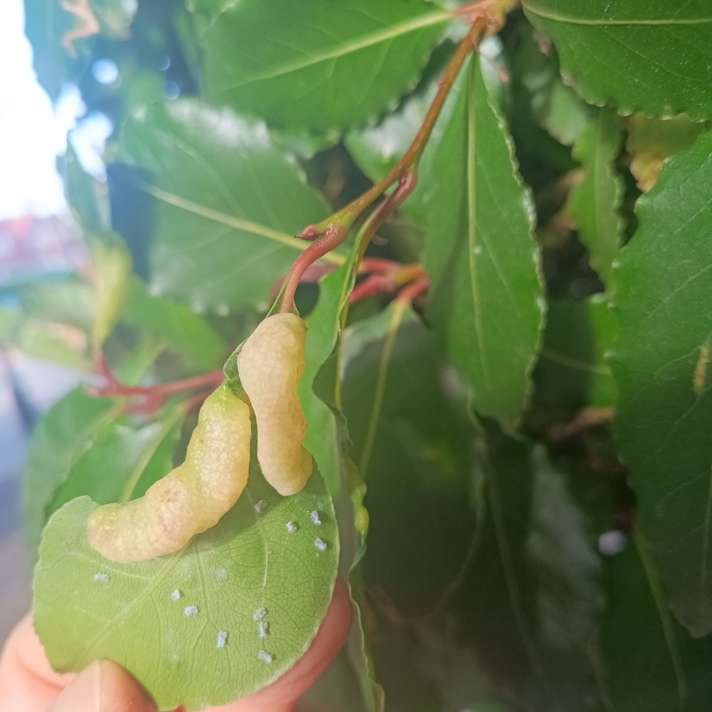 Bay Sucker from Uxbridge UB10, UK on June 27, 2024 at 06:11 PM by ...