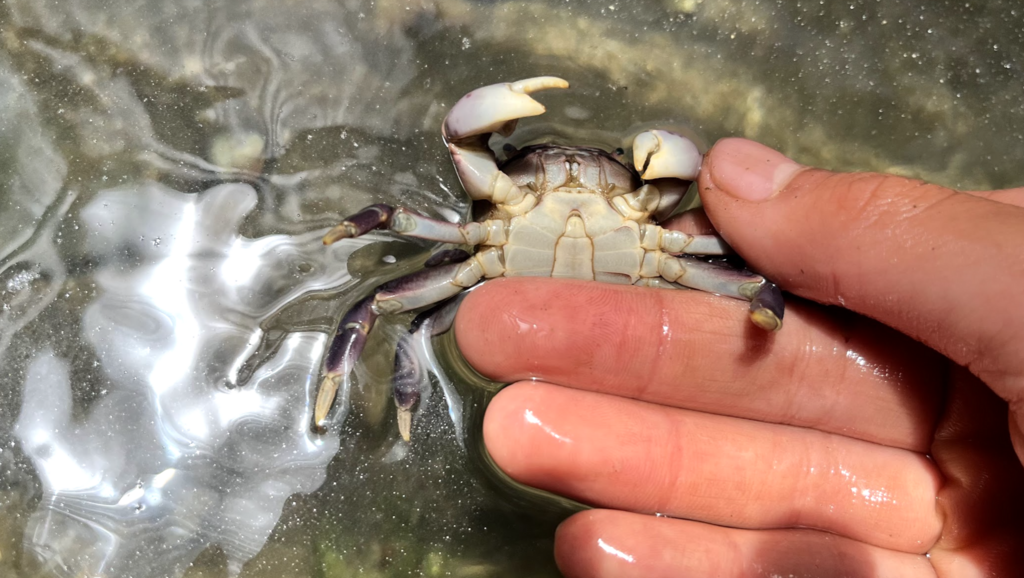 Purple Shore Crab from Seattle, WA, USA on June 18, 2024 at 09:08 AM by ...