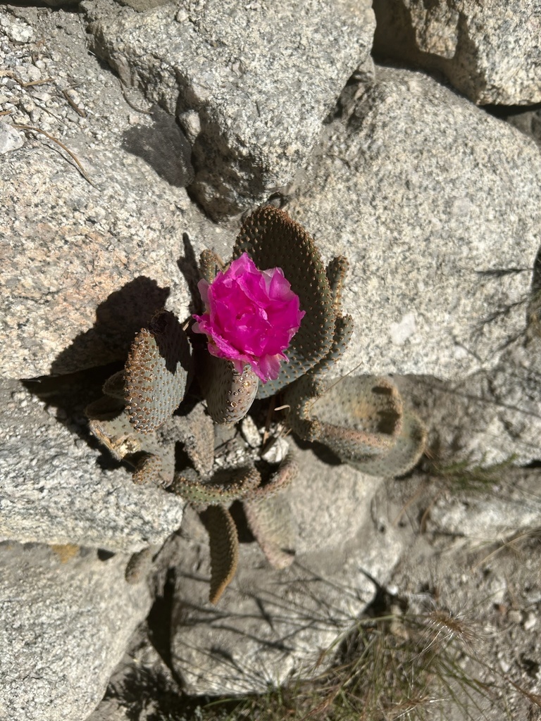beavertail cactus from Frog Pond, Lone Pine, CA, US on June 17, 2024 at ...
