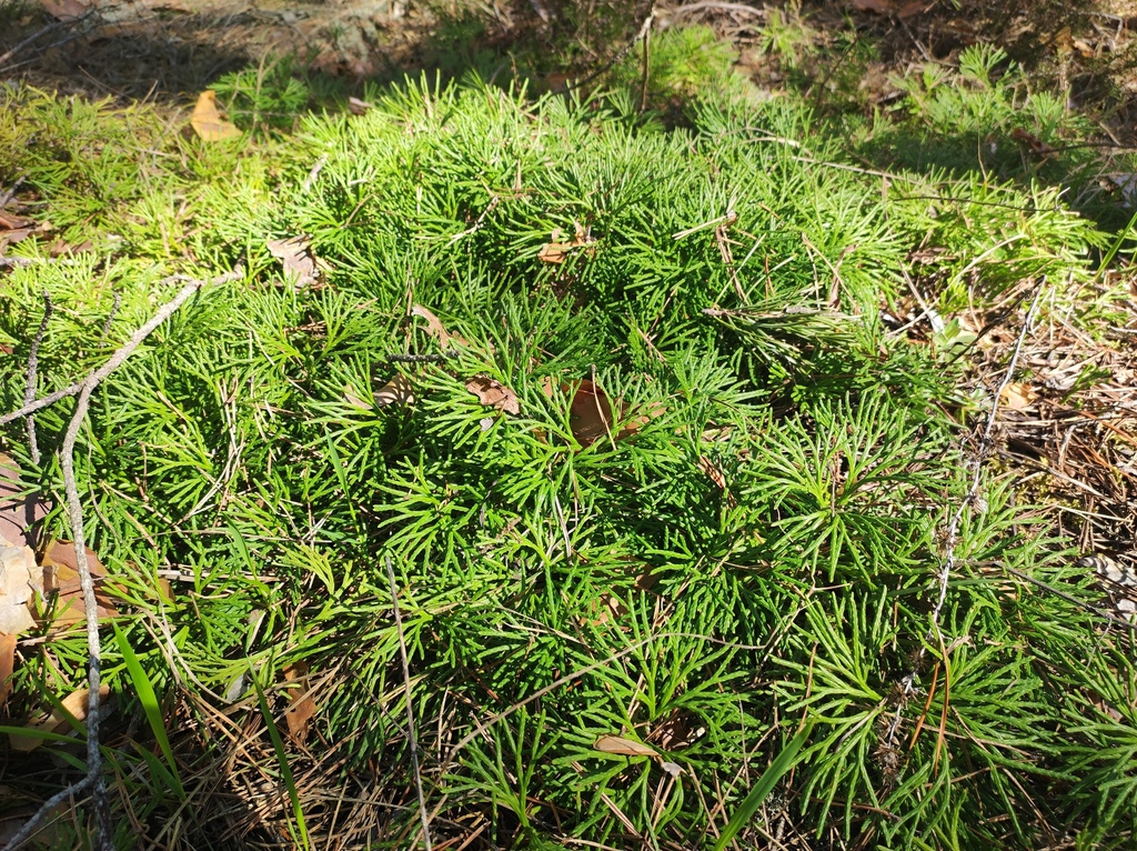 northern ground-cedar from Южский р-н, Ивановская обл., Россия on April ...