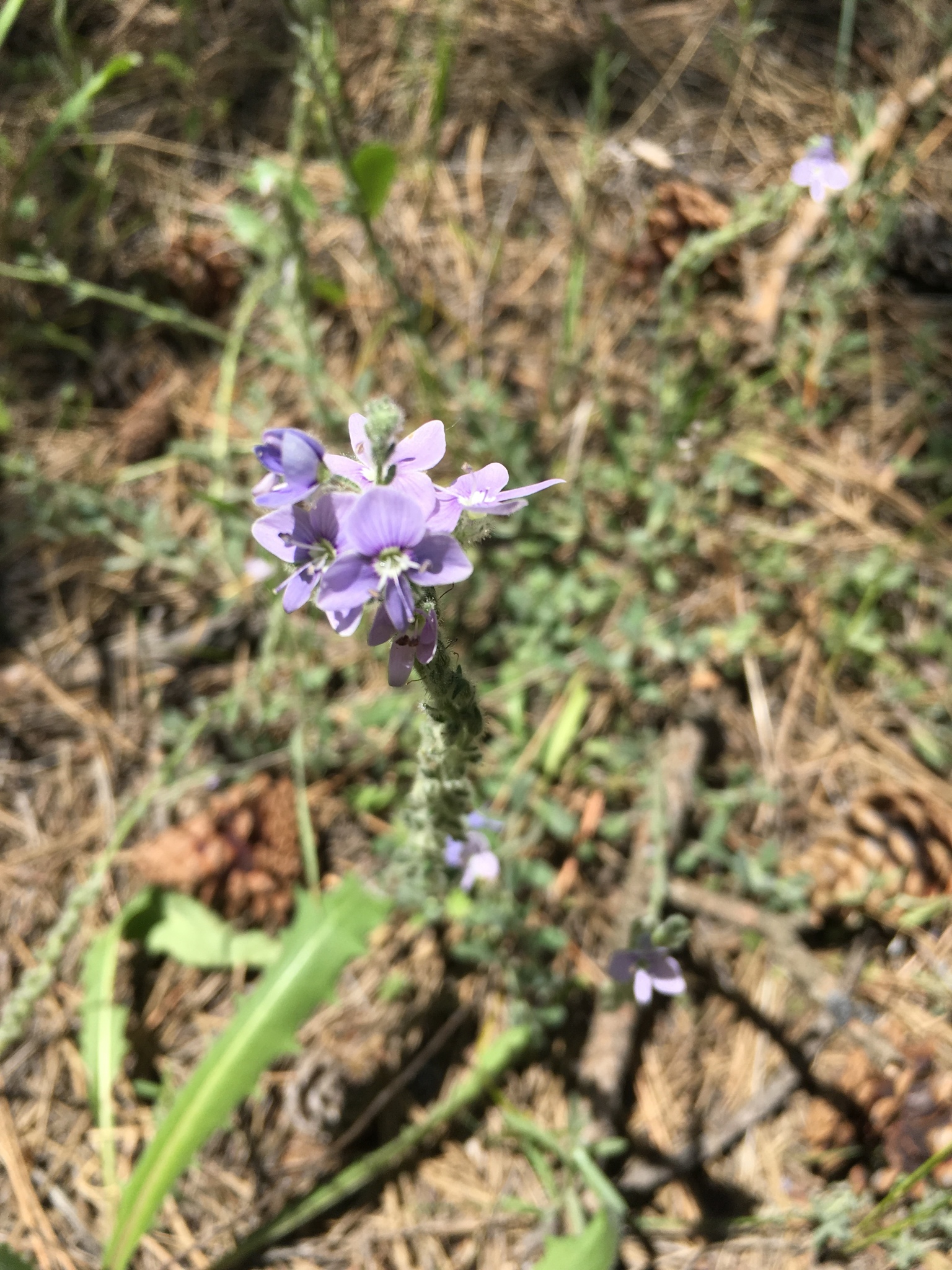 Veronica pectinata L.