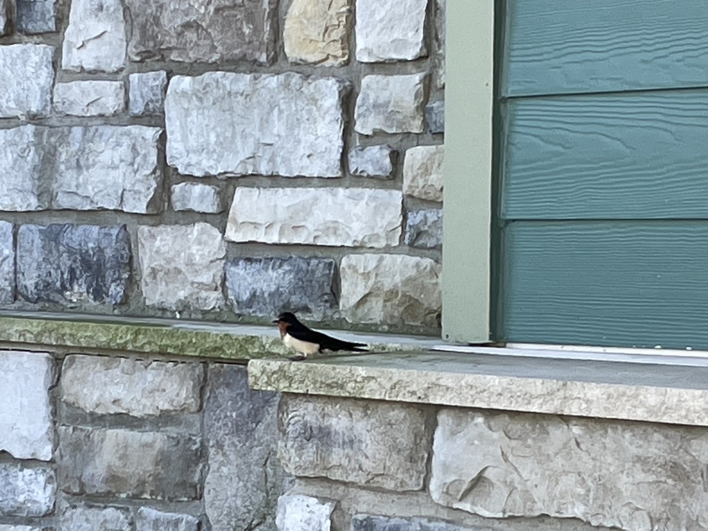 Barn Swallow from Ottawa National Wildlife Refuge, Oak Harbor, OH, US ...