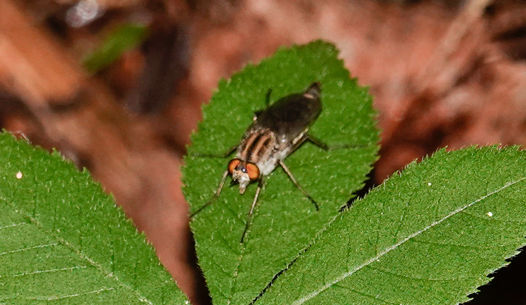 Therevini from Richmond Hill, ON, Canada on June 27, 2024 at 09:14 AM by capn_beefart · iNaturalist