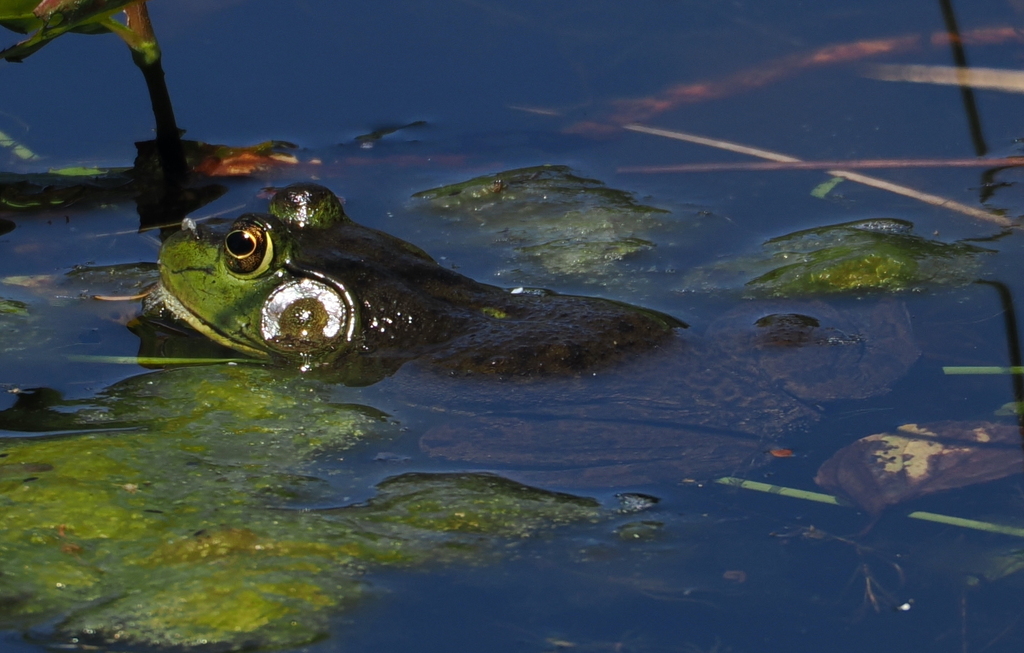 American Bullfrog from Bothell, WA, USA on June 25, 2024 at 11:55 AM by ...