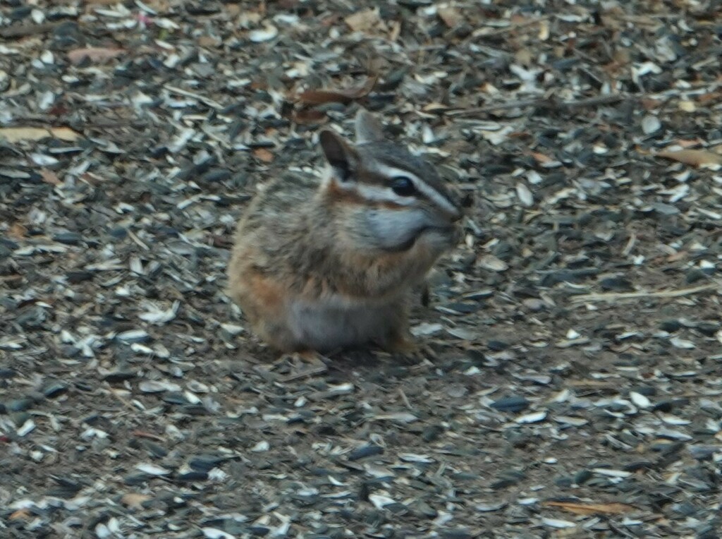 Cliff Chipmunk from Cochise County, AZ, USA on June 14, 2024 at 07:03 ...