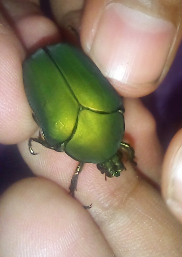 Mayate esmeralda desde Tecalitlán el 27 de junio de 2024 a las 12:02 PM ...