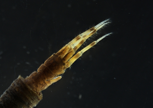 Cerapus tubularis · iNaturalist Mexico