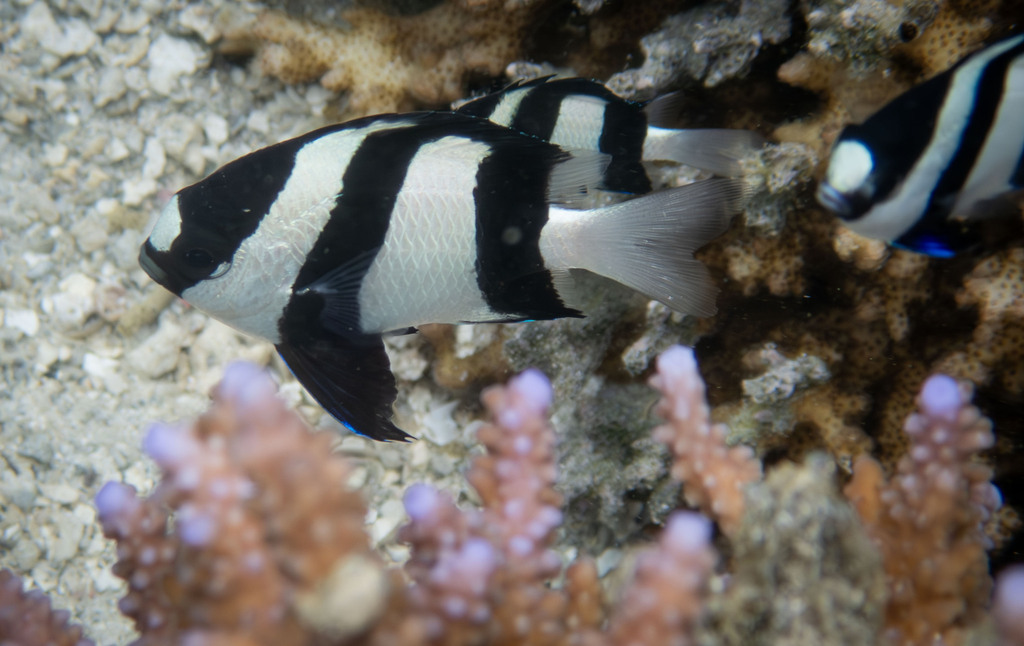 Humbug Dascyllus from Faleapuna, Samoa on June 27, 2024 at 11:19 AM by ...