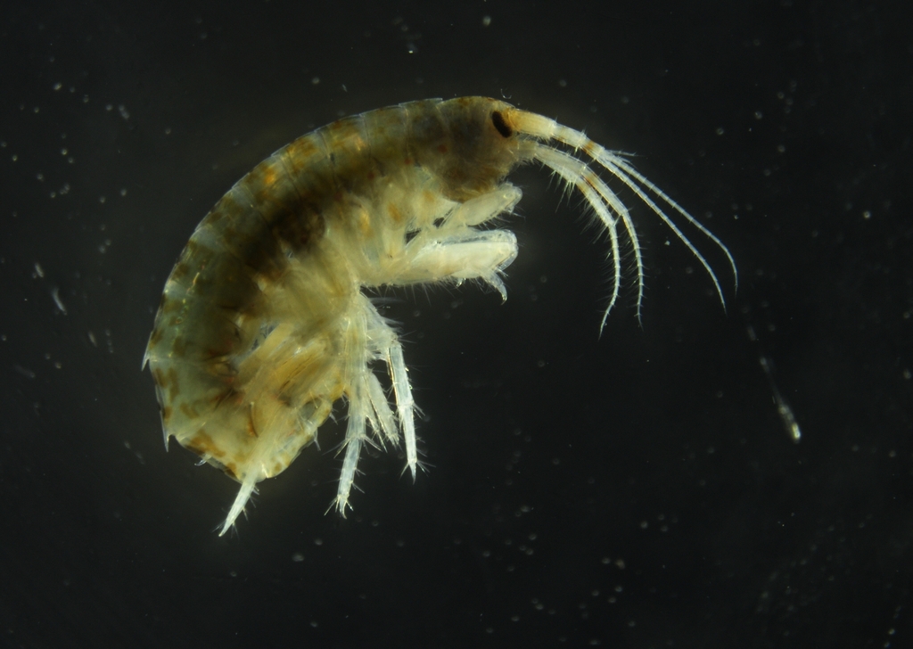 Gammarus mucronatus from Accomack County, VA, USA on May 8, 2024 at 02: ...