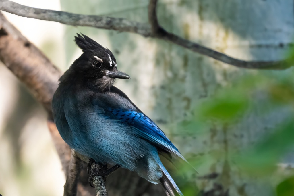 Steller's Jay from Larimer County, CO, USA on June 26, 2024 at 06:55 AM ...