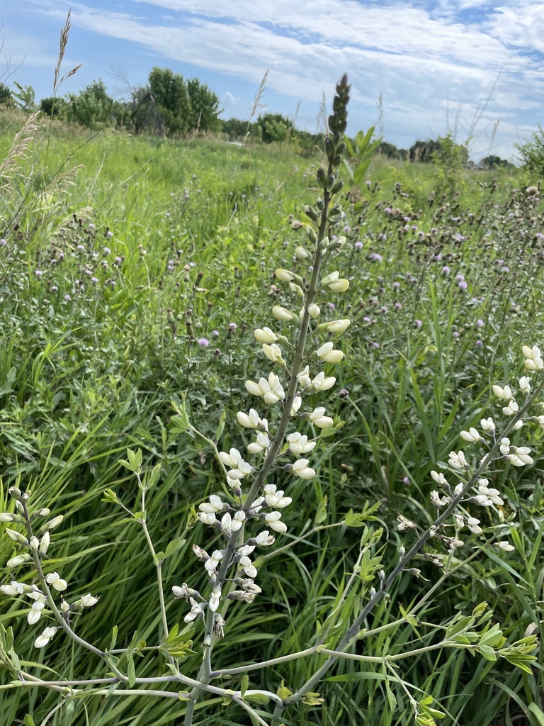 white wild indigo from Madrid, IA, US on June 27, 2024 at 10:44 AM by Mallory F · iNaturalist