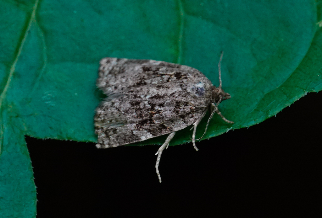 Spruce Budworm Moth from Richmond Hill, ON, Canada on June 27, 2024 at ...
