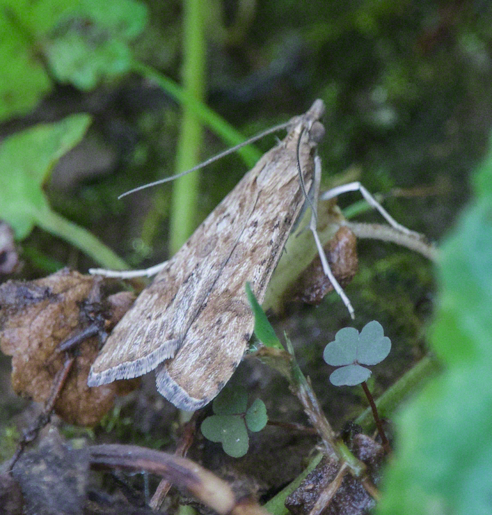Lucerne Moth from Powhatan County, VA, USA on June 27, 2024 at 02:39 PM ...
