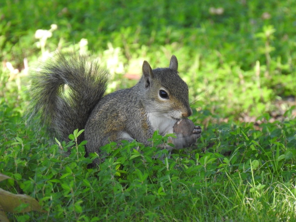 Eastern Gray Squirrel from SSR-J, Perry, MO, US on June 27, 2024 at 09: ...