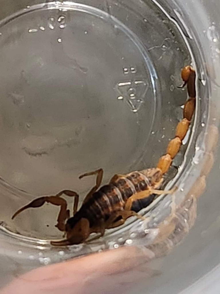 Hentz Striped Scorpion from Ash on June 27, 2024 at 02:47 PM by Katie ...