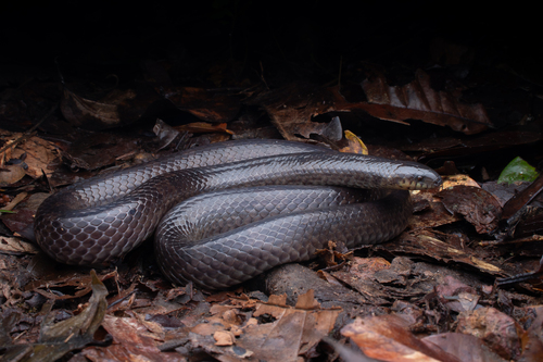 Flaming Ground Snake (Atractus flammigerus) - Snakes and Lizards