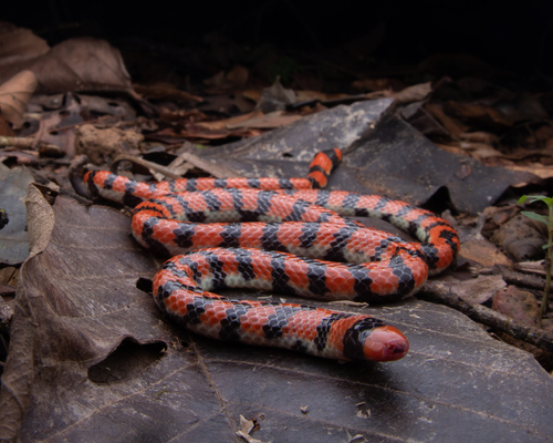False Coral Snakes (Aniliidae) - Snakes and Lizards