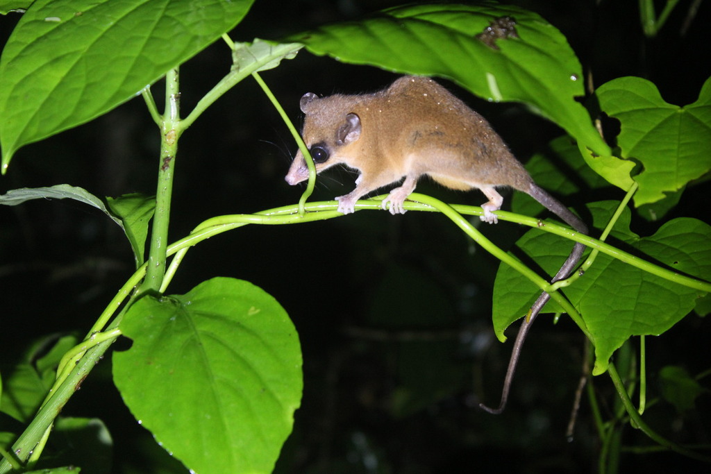 Mexican Mouse Opossum from Heredia, Puerto Viejo, Costa Rica on April ...