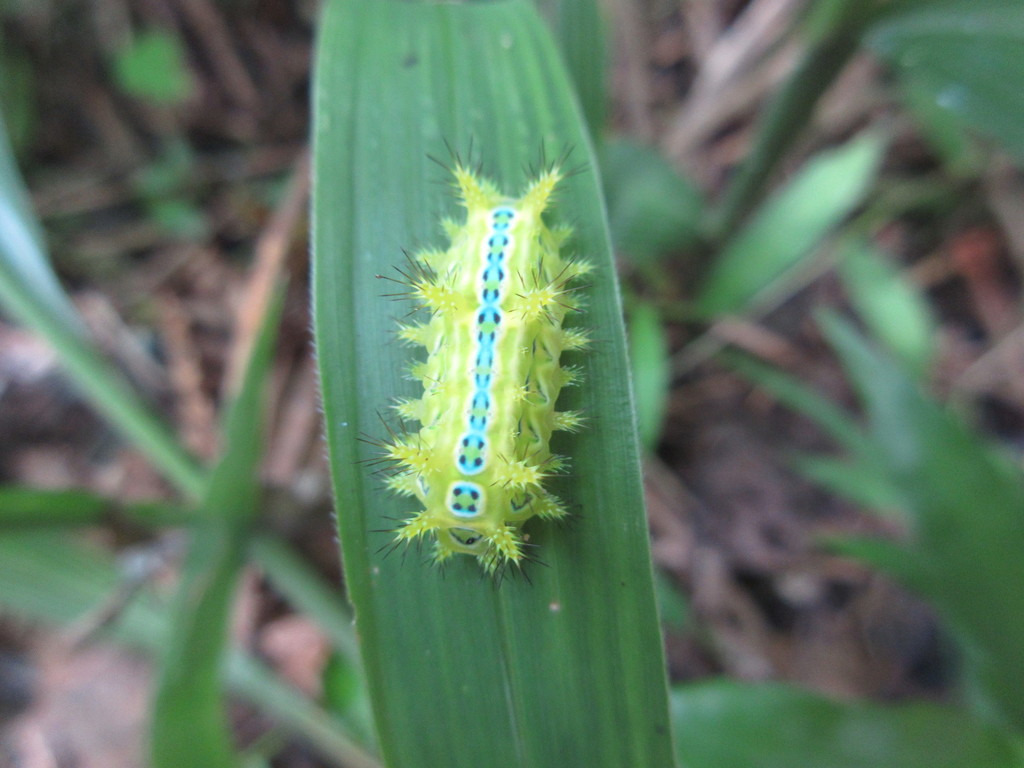 Setora postornata from 269台灣宜蘭縣冬山鄉佛光路260號 on May 26, 2019 at 07:46 PM ...