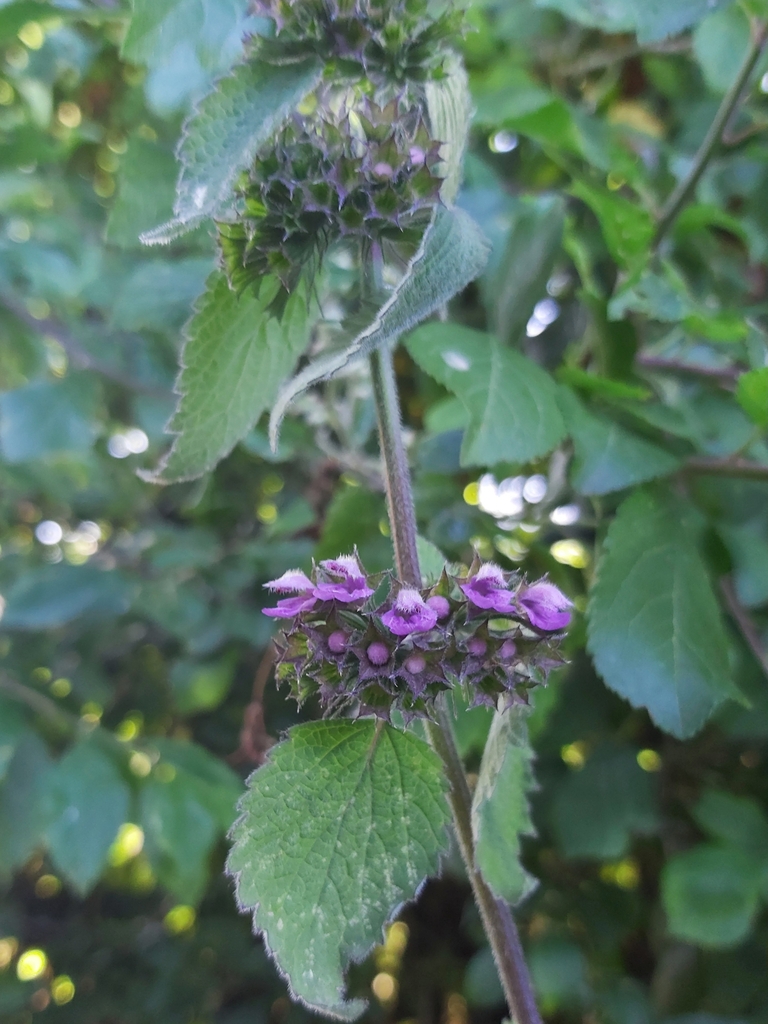Black horehound from Ardleigh, Colchester CO7 7PF, UK on June 25, 2024 ...
