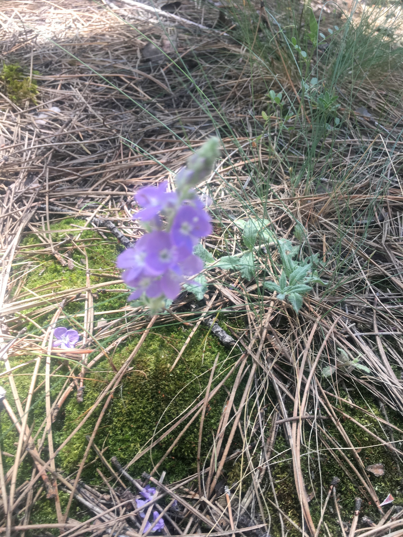 Veronica pectinata L.