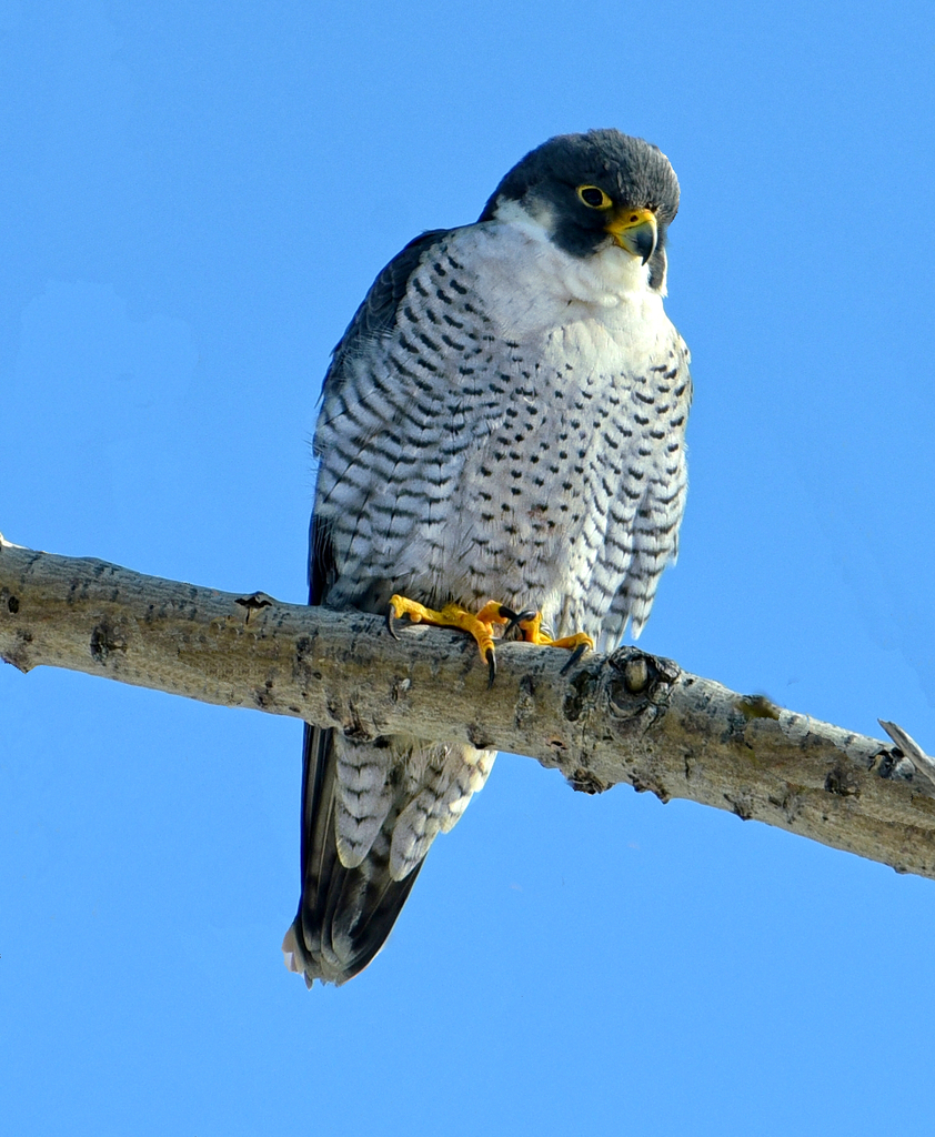 Halcón Peregrino (Guía Completa de los Vertebrados Silvestres de Lemoa ...