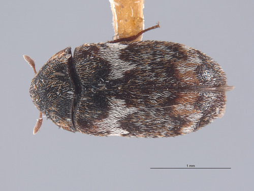 Dermestid with attractive dorsal pattern - maybe Trogoderma? - Megatoma ...