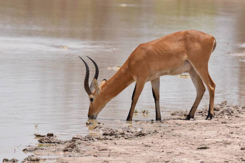 Buffon's Kob (Kobus kob kob) - Know Your Mammals