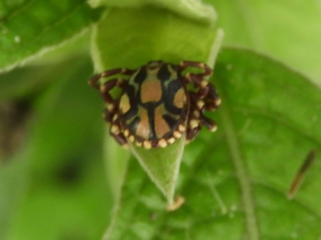 Gem tick from Masai Mara, Narok West, Narok, Kenya on January 19, 2024 ...