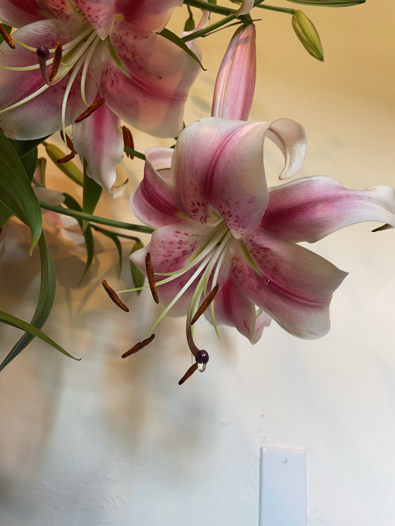 true lilies from Charlottesville on June 27, 2024 at 04:48 PM by ...