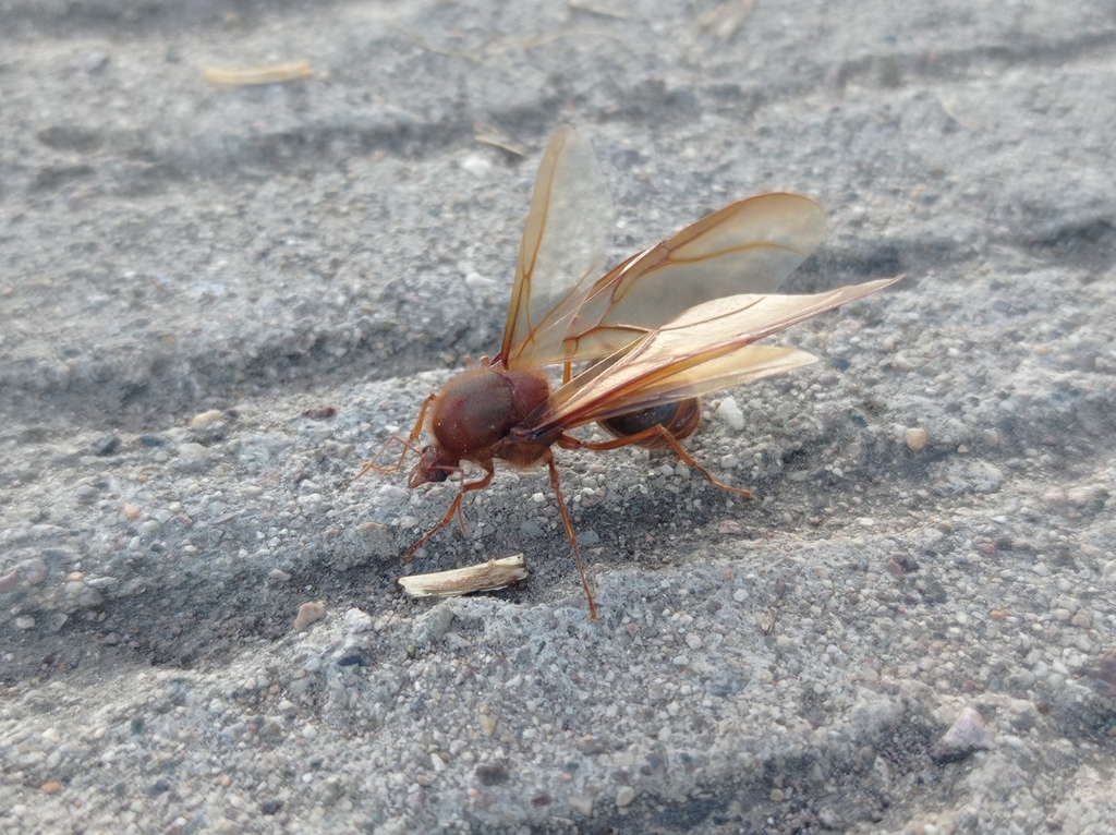 Chicatana Leafcutter Ant from carretera escuinapa-teacapan km 14, 82532 ...