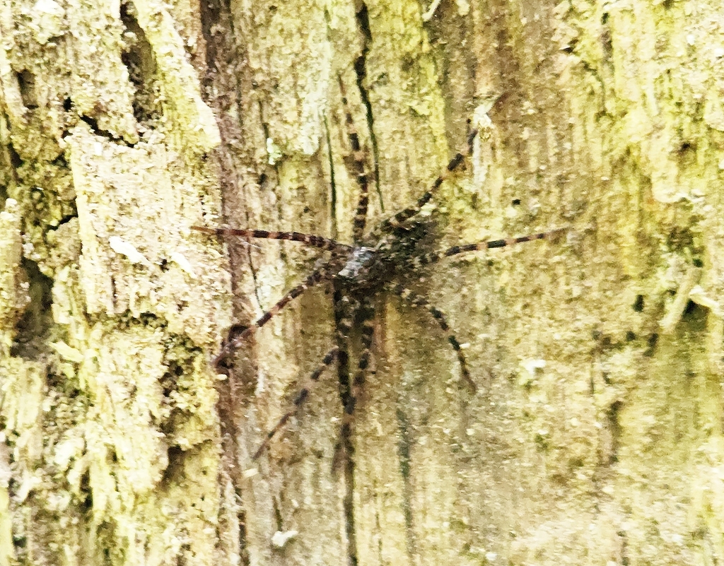 Dark Fishing Spider from Chesterfield Township, NJ, USA on June 26 ...