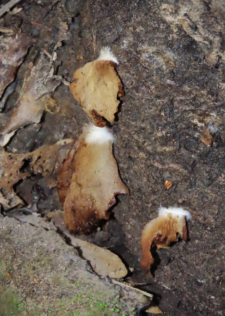 Fungi Including Lichens from Bermagui NSW 2546, Australia on June 26 ...