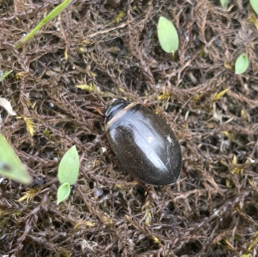 Graphoderus from Forêt Communale d'Ondres, Ondres, Nouvelle-Aquitaine ...