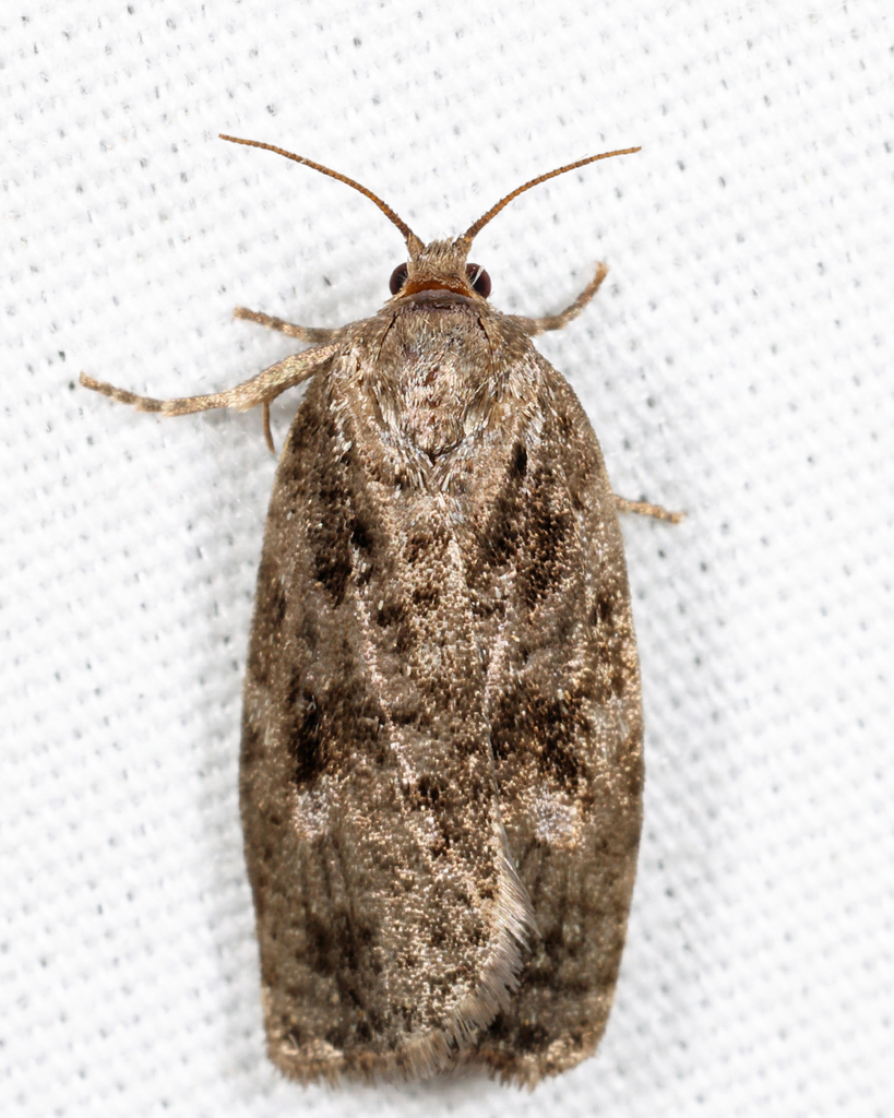 Spruce Budworm Moth from Groton yard, MA, USA on June 26, 2024 at 10:23 ...